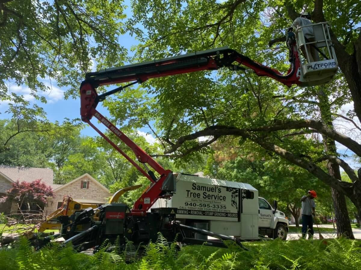Photo Gallery - Denton Texas Tree Service & Arborist | Samuel's Tree ...
