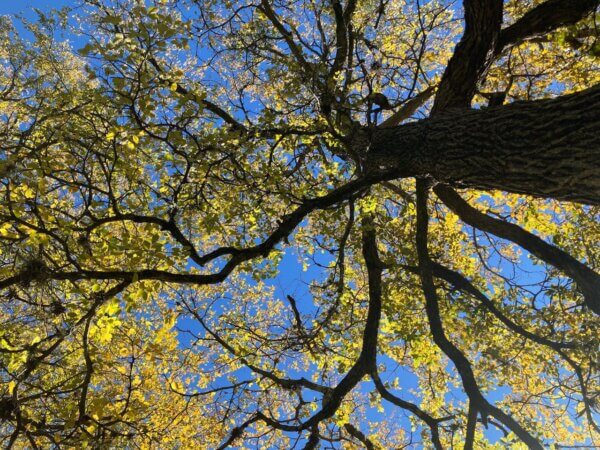 Plant & Tree Health Care - Deep Root Fertilization - 940-595-3335 ... Plant & Tree Health Care - Deep Root Fertilization - 940-595-3335 ...